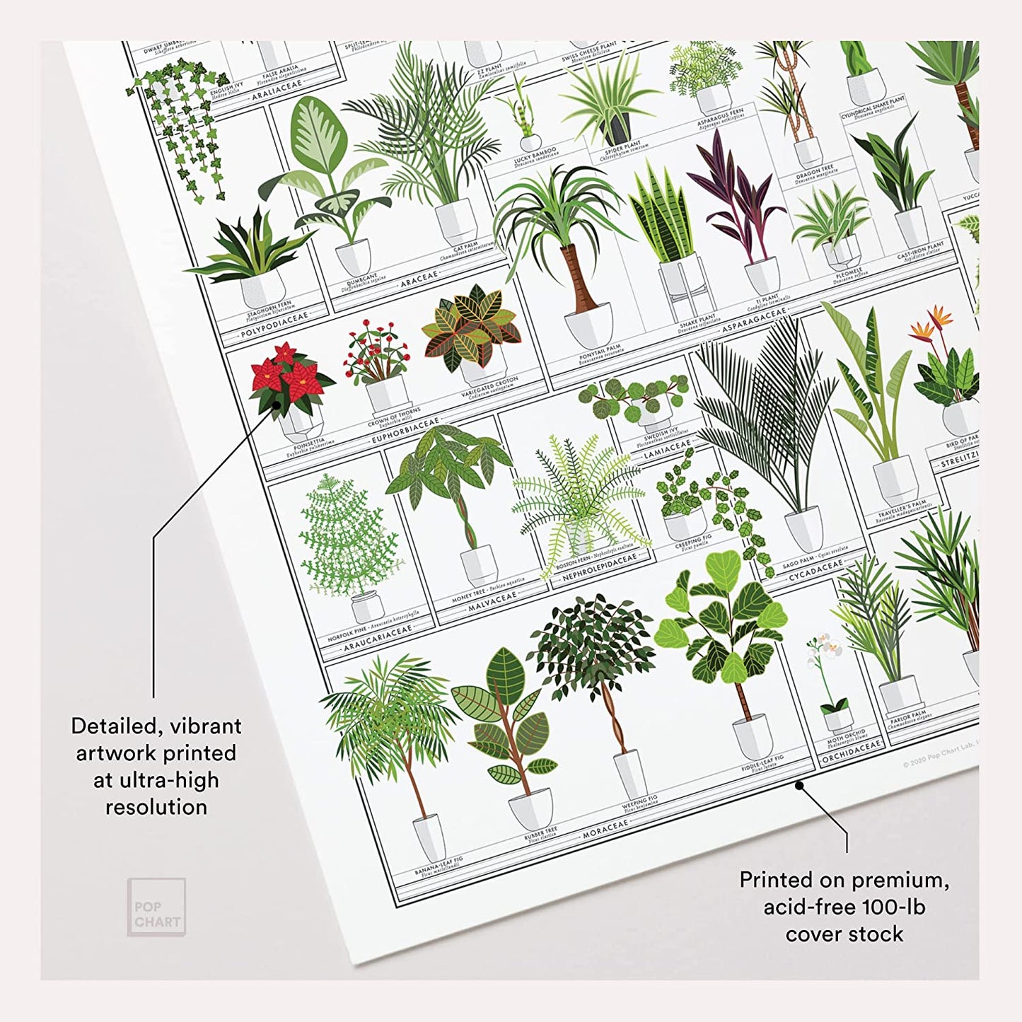 Pop Chart | the Horticultural Chart of Houseplants | 16" X 20" Art Pos ...